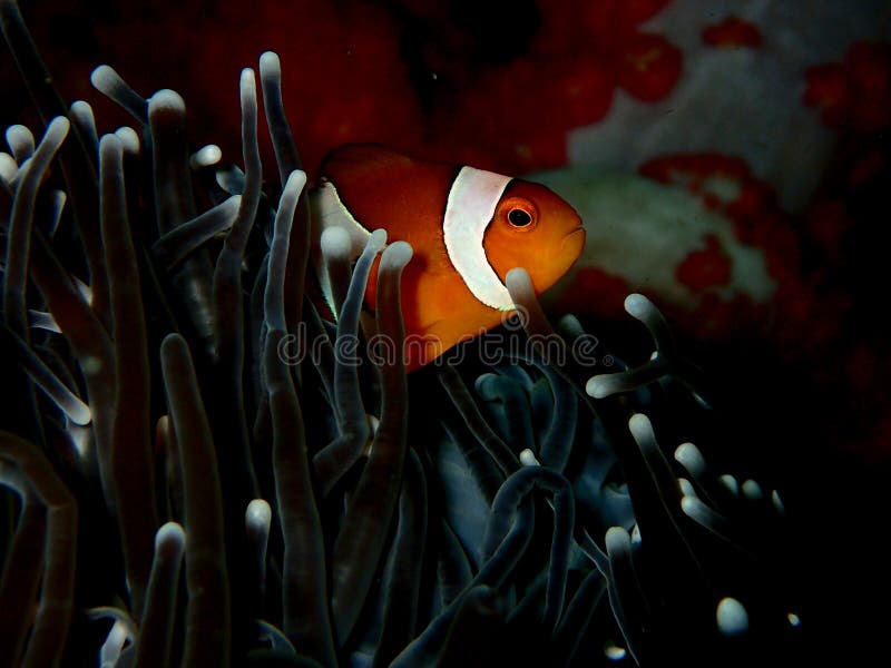 Crown fish stock image. Image of grass, beach, sanctuary - 29202839