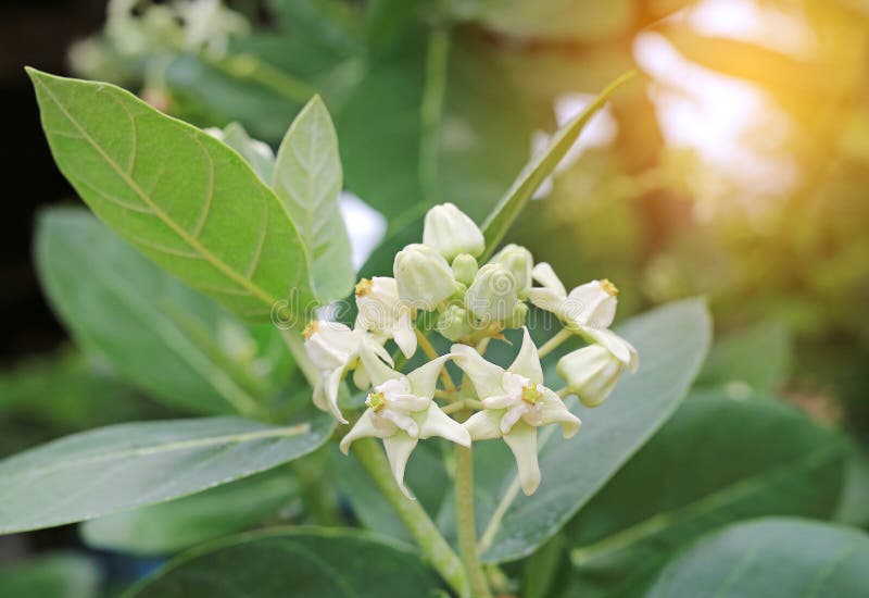 Crown Flower. Calotropis or Dok Rak Flower of Love in Thai Stock Image ...