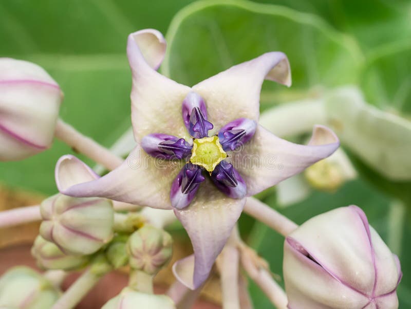 Crown Flower or Calotropis Gigantea Stock Image - Image of milkweed ...