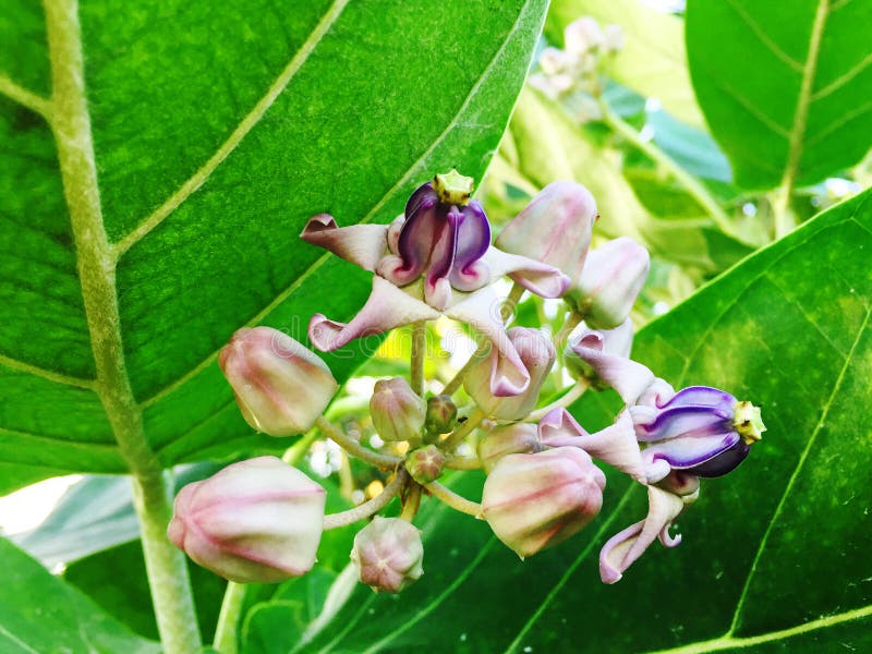 Dok Ruk Stock Photos - Free & Royalty-Free Stock Photos from Dreamstime