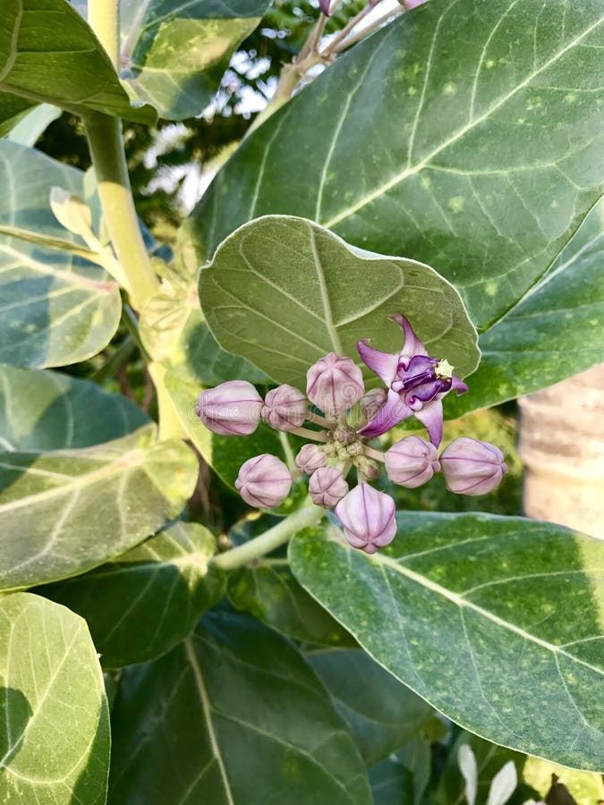 Crown flower stock image. Image of wood, life, branch - 85584393