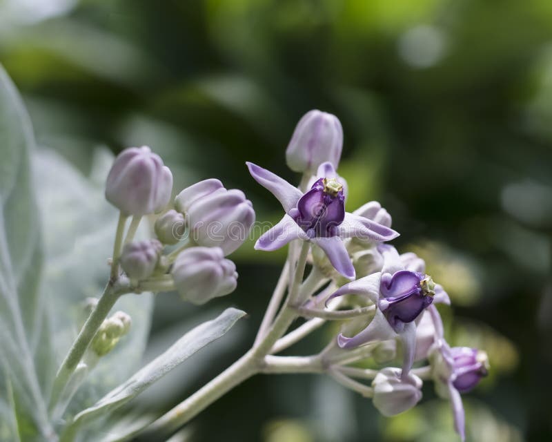 Crown flower stock image. Image of green, head, colour - 58666535