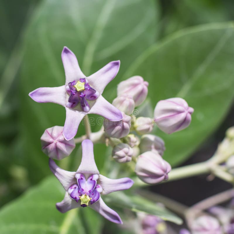 Crown Flower Violet Color Flower Stock Photo - Image of holiday, bright ...