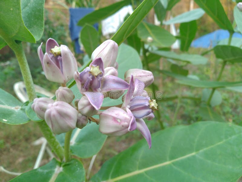 Crown flowers stock image. Image of blossom, bush, calotropis - 133455427