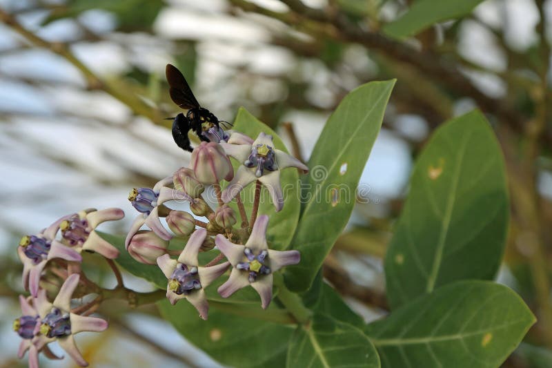The crown flowers stock photo. Image of natural, botanical - 312525294