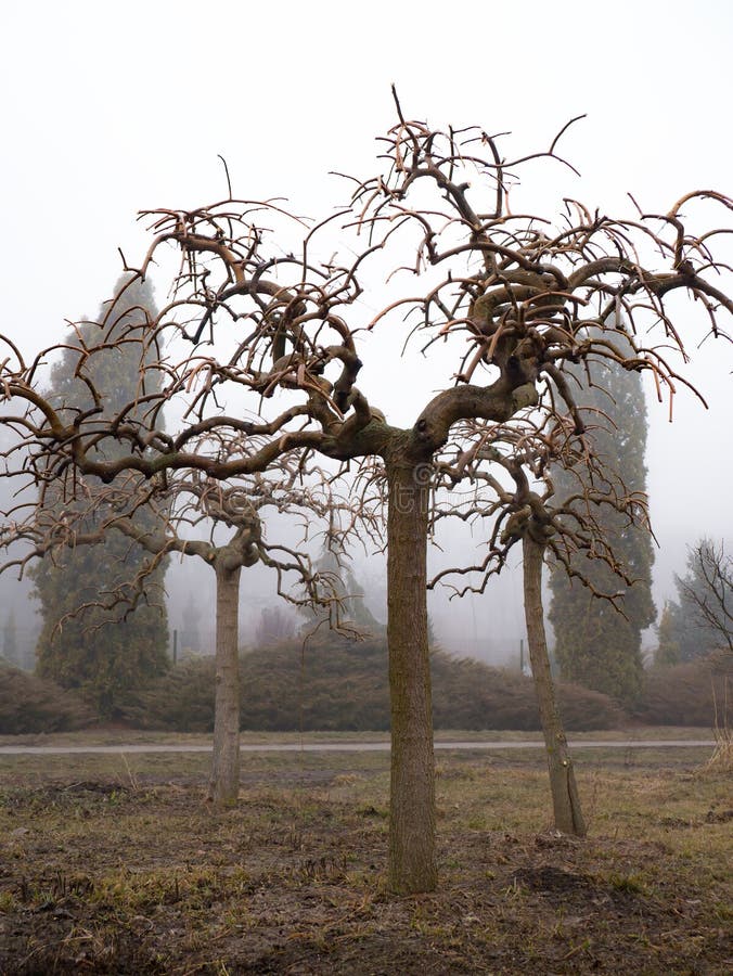 Crown Formation of Trees. Spring Works in the Garden and Park Stock ...
