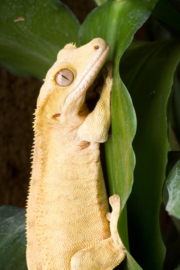 Crown Gecko Leaf Stock Photos - Free & Royalty-Free Stock Photos from ...