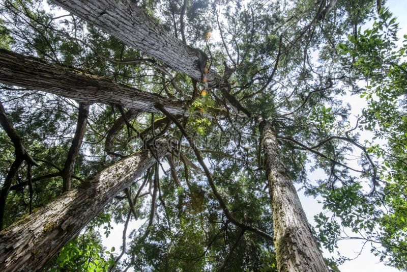 Upper view of tree texture stock image. Image of coniferous - 185871415