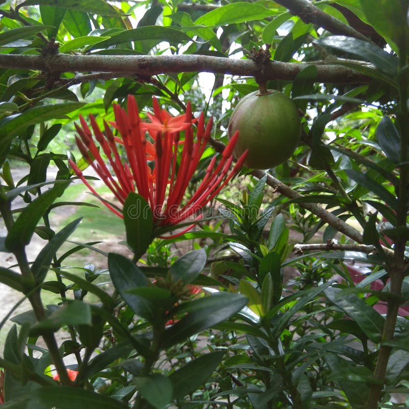 Crown of god stock photo. Image of crown, flower, nature - 200510892
