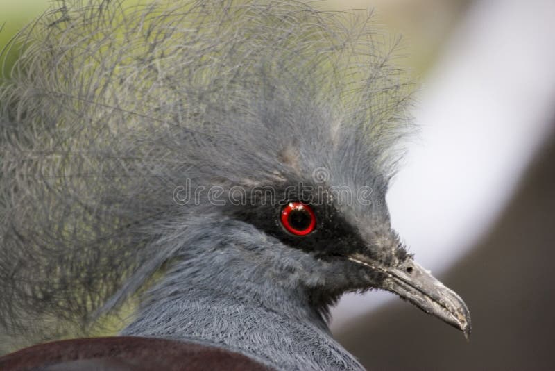 Crown goura pigeon stock image. Image of flight, lace, grey - 692457