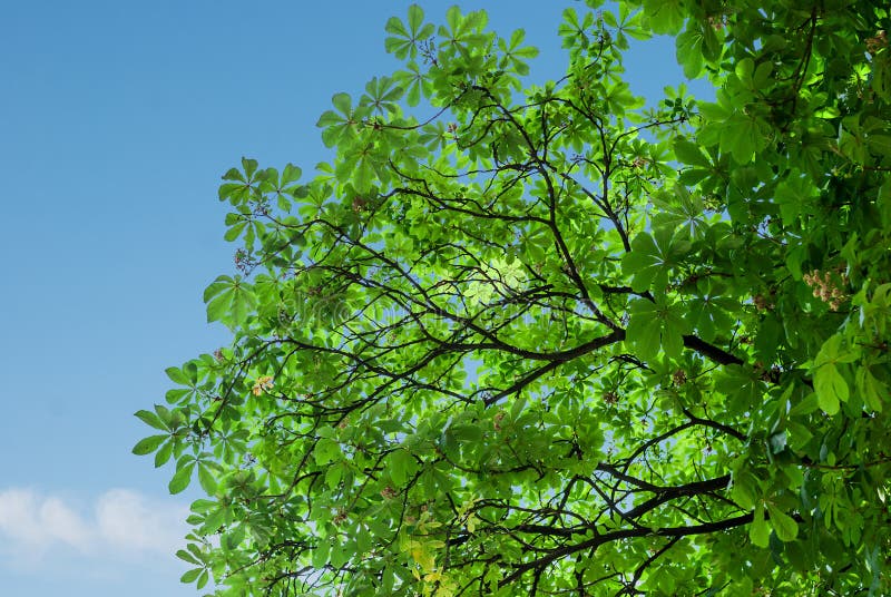 Crown of a green chestnut stock photo. Image of nature - 93969700