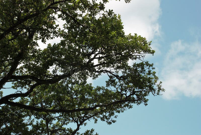 Crown of Green Tree Against the Sky Stock Photo - Image of garden ...