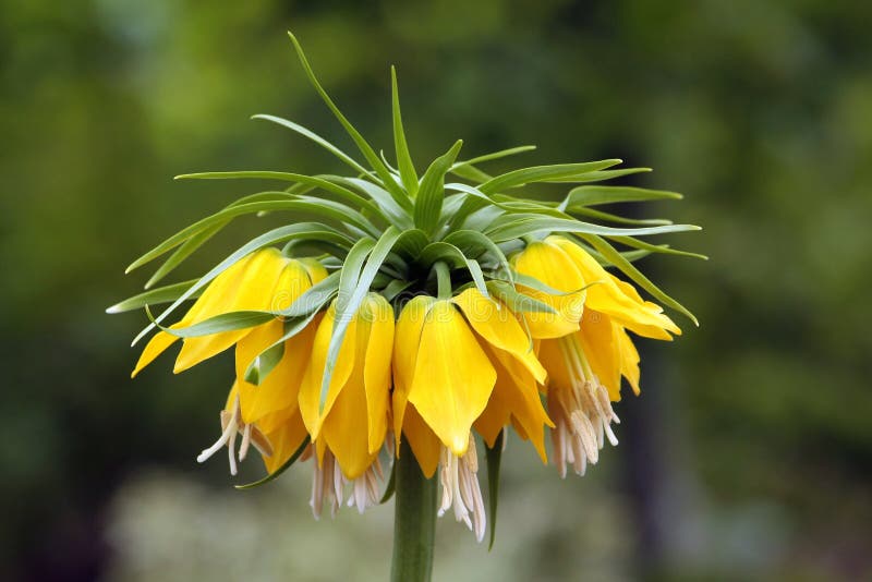 Crown Imperial, Fritillaria Imperialis Stock Image - Image of leaves ...