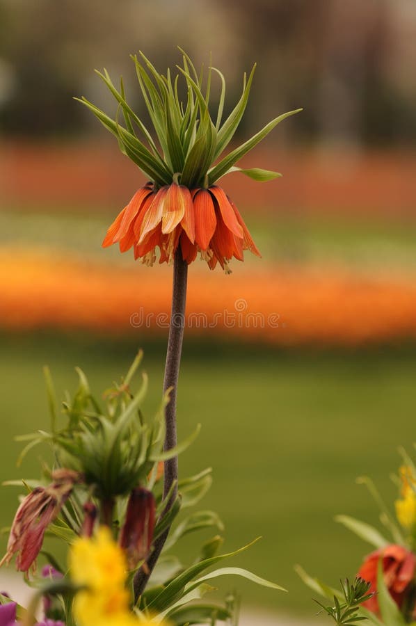 Crown Imperial Lily (inverted Tulip) Stock Image - Image of fritillaria ...
