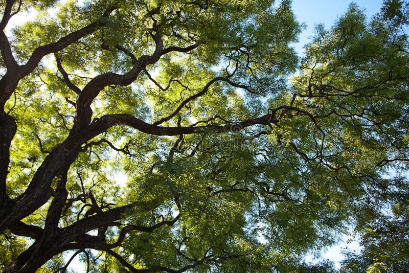 Crown of the Jakaranda Tree Stock Image - Image of city, bloom: 25345937