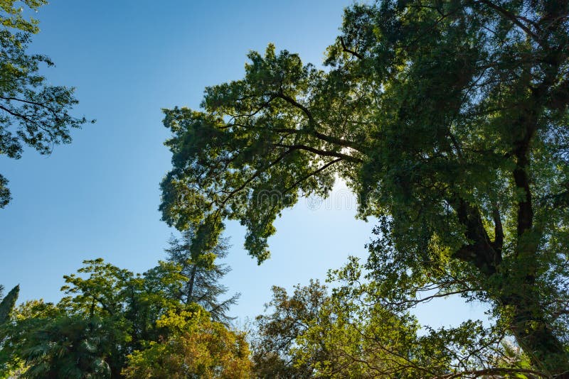 Crown of a Large Green Tree Stock Image - Image of bark, color: 203383741