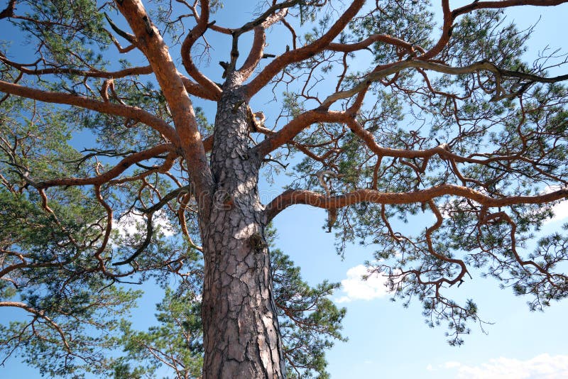 Crown of Large Old Evergreen Spruce Tree Against Blue Sky Stock Photo ...