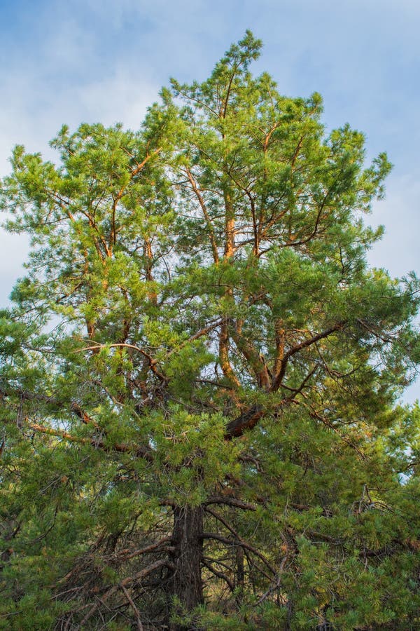 Crown of a Large Pine Tree, Illuminated by the Rising Sun. Green Pine ...