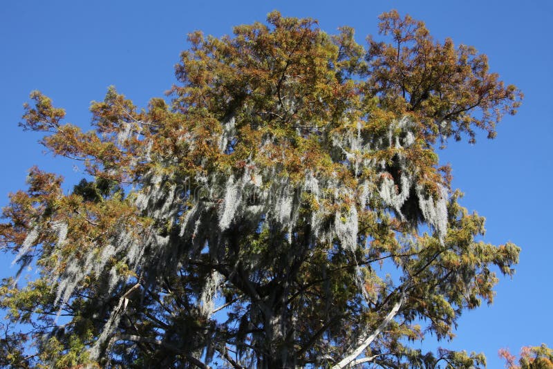 Spanish Moss Grows upon Large Trees Stock Photo - Image of plant ...