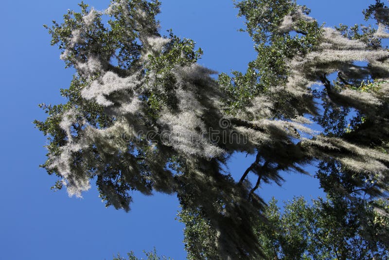 Spanish Moss Grows upon Large Trees Stock Image - Image of nature ...