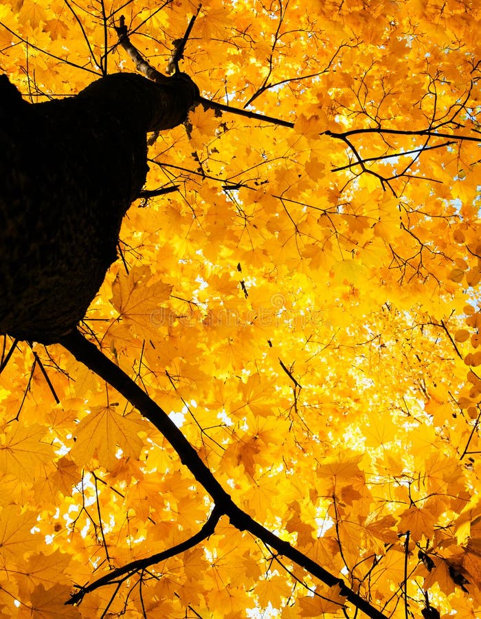 The Crown of Maple Tree in Autumn, Bright Golden Foliage on Sky Stock ...