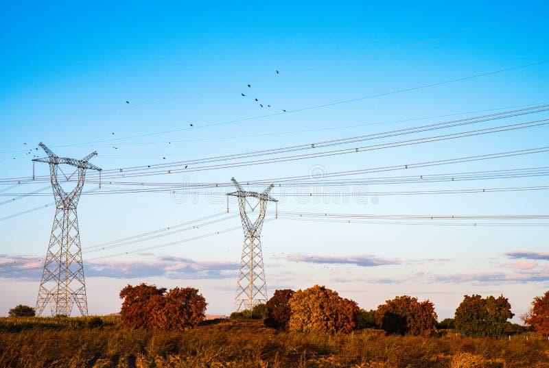 Wild Red Maple Trees in Inner Mongolia Steppe Stock Image - Image of ...