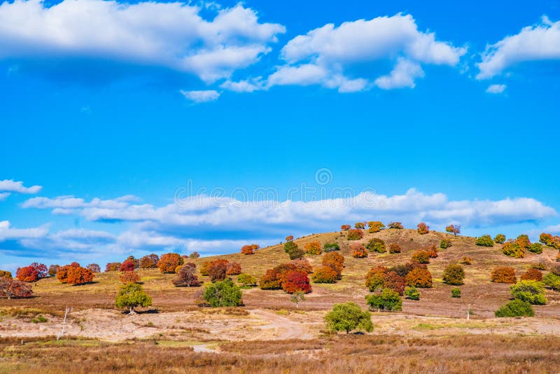 Wild Red Maple Trees in Inner Mongolia Steppe Stock Image - Image of ...