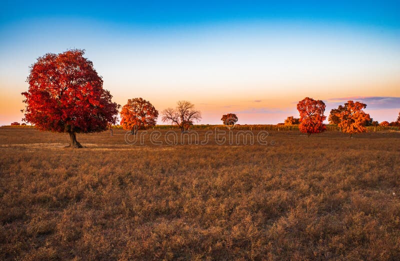 Wild Red Maple Trees in Sunset Glow Stock Image - Image of colorful ...