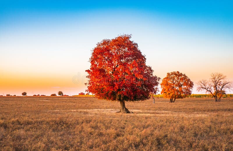 Wild Red Maple Trees in Sunset Glow Stock Image - Image of glow ...