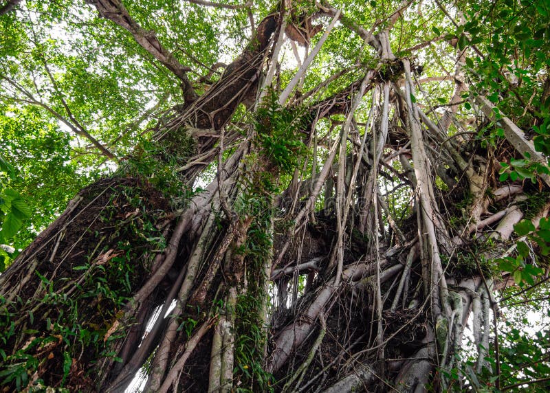 Banyan Tree Phuket Stock Photos - Free & Royalty-Free Stock Photos from ...
