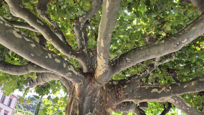 The Crown of an Old Plane Tree in the City Stock Image - Image of ...