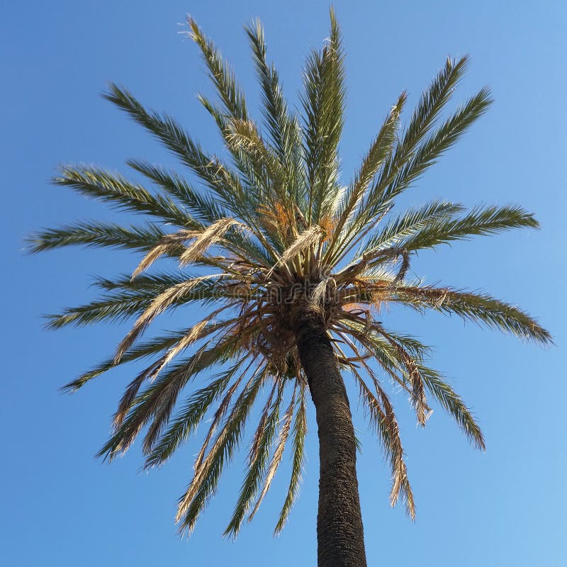 Crown of a palm tree stock photo. Image of palm, crown - 76957974