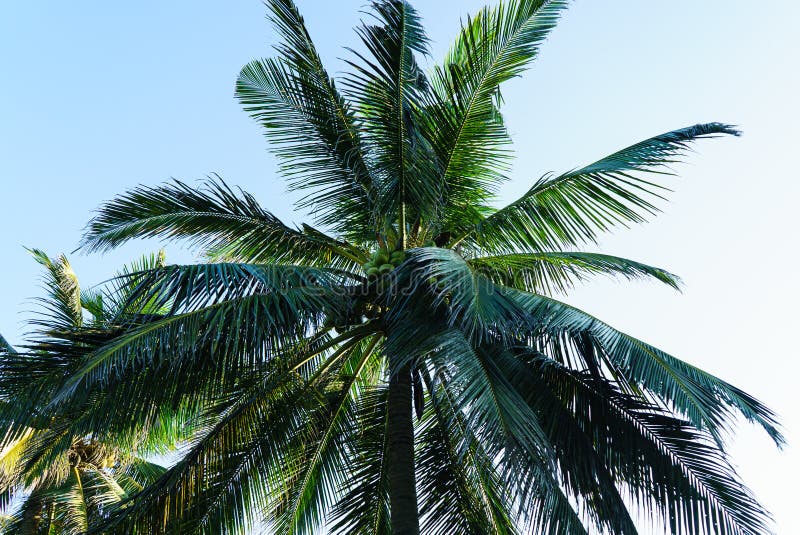 Crown Palm Tree Close-up in the Sky Stock Image - Image of blue ...