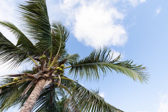 Crown of a Palm Tree of Coconut Stock Image - Image of paradise ...
