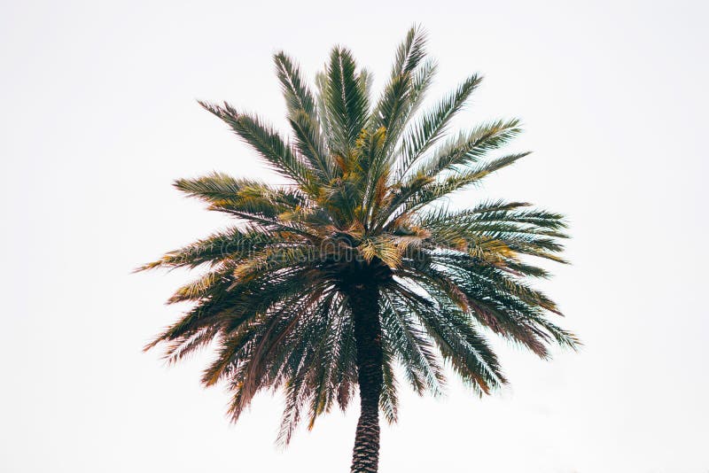Crown of a Palm Tree of Coconut Isolated on Background Stock Image ...