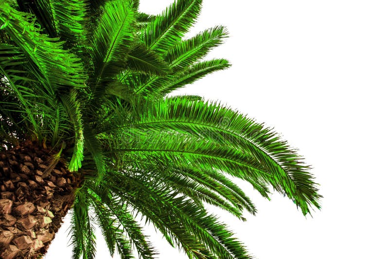 Crown of a Palm Tree of Coconut Isolated on White Stock Image - Image ...