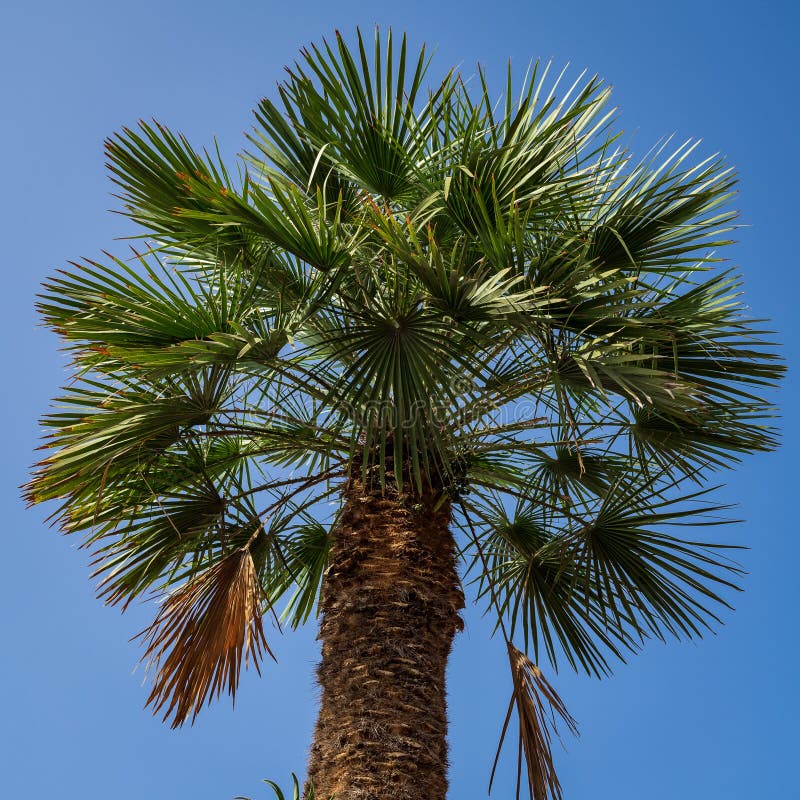 Crown of a palm tree stock image. Image of nature, wallpaper - 232598891 Crown of a palm tree stock image. Image of nature, wallpaper - 232598891