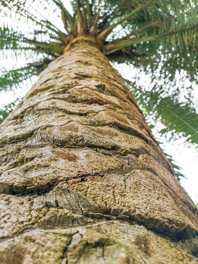 Crown of Palm Tree in Nature Stock Image - Image of view, dates: 171300781