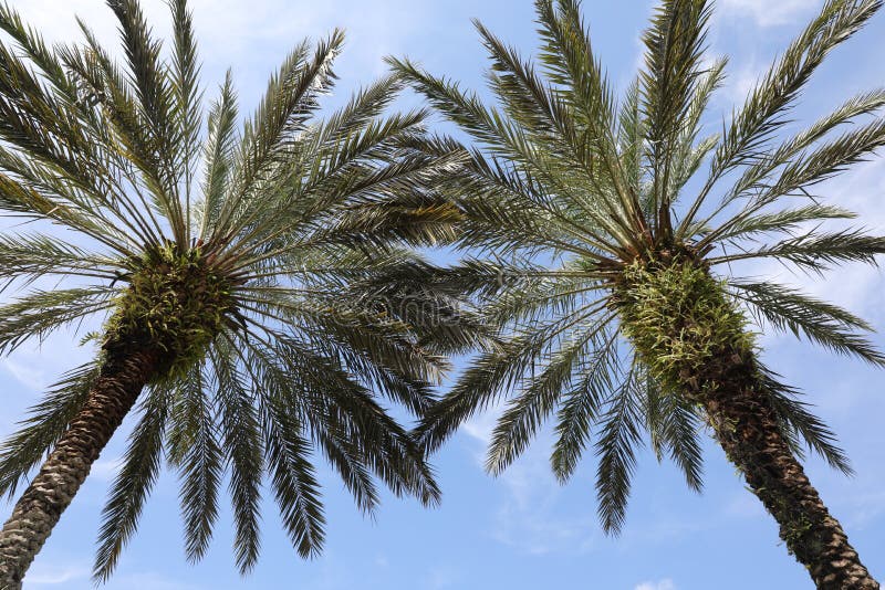 Crown of the palm trees stock photo. Image of palm, crown - 223367786
