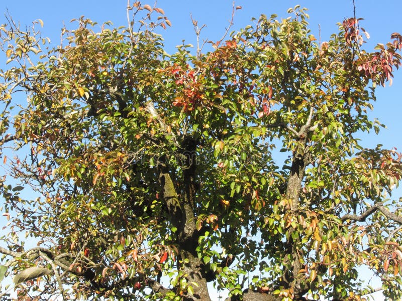 Crown of a Pear Tree with Autumn Leaves Against a Blue Sky . Fall ...