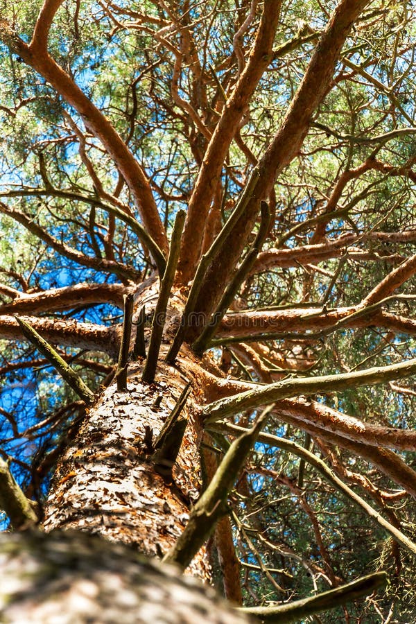 View of the Tops of the Pine Trees in Winter Forest from the Ground ...