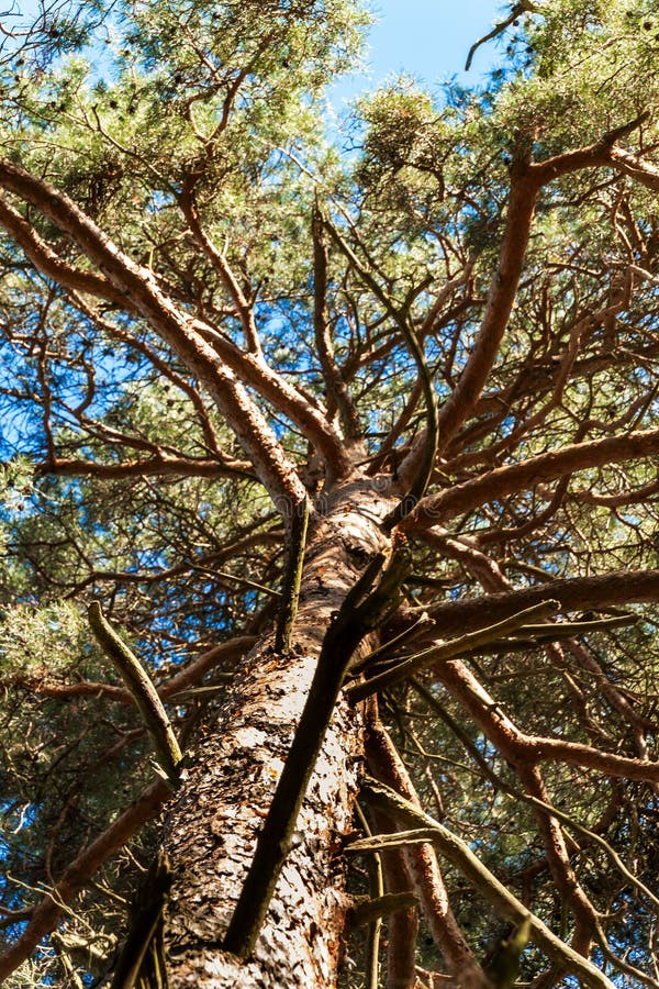 View of the Tops of the Pine Trees in Winter Forest from the Ground ...