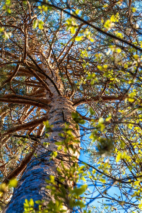 View of the Tops of the Pine Trees in Winter Forest from the Ground ...