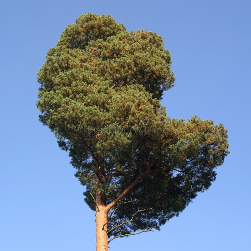 A Crown of the Pine Reminding Heart Stock Photo - Image of branch ...