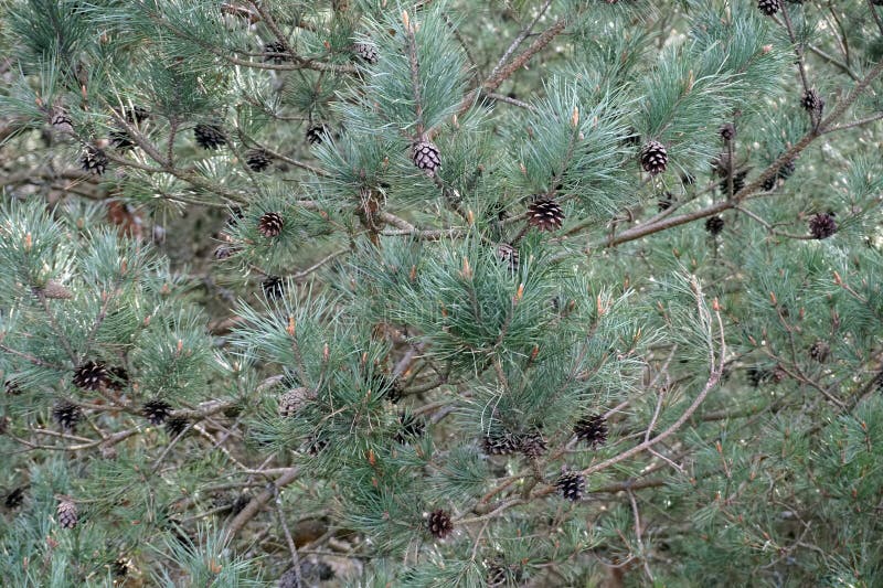 In the Crown of a Pine Tree. Spring Shoots, Cones on the Branches ...