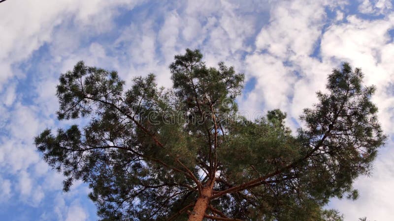 The Crown of a Pine Tree Sways in the Wind Against the Background of ...