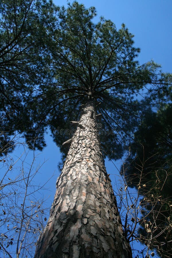 CROWN of PINE TREE stock photo. Image of outdoors, clear - 98213380