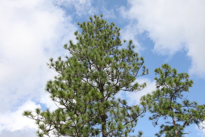 Crown of the pine trees stock image. Image of crown - 231990567