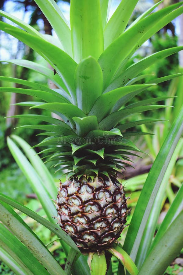 The crown of a fruit stock image. Image of plant, fruit - 152638995