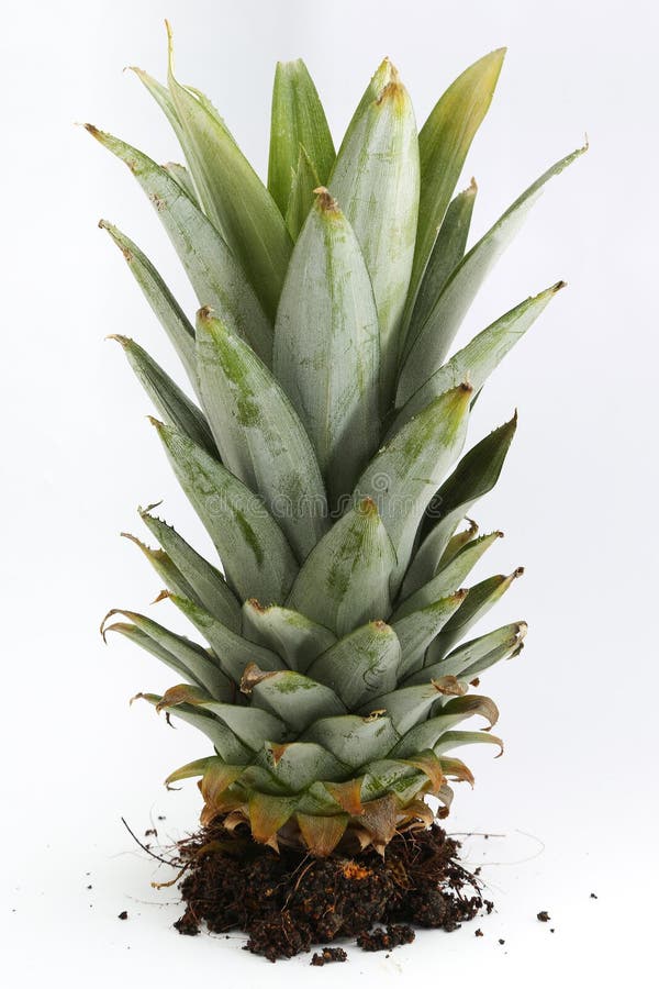 Pineapple Crown Planted Stock Photos - Free & Royalty-Free Stock Photos ...